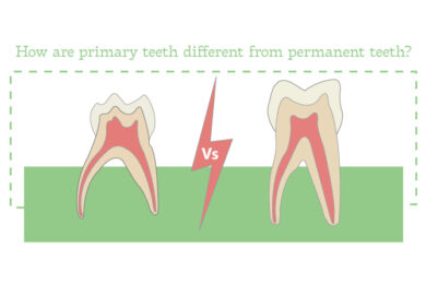 How are primary teeth different from permanent teeth?